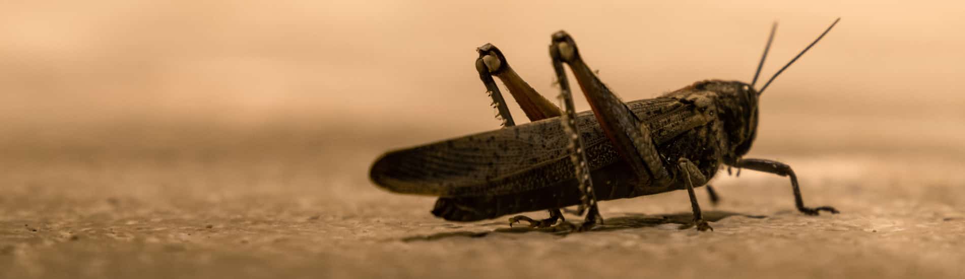 6 Edible Insects That Can Stave Off Your Hunger in the Wild