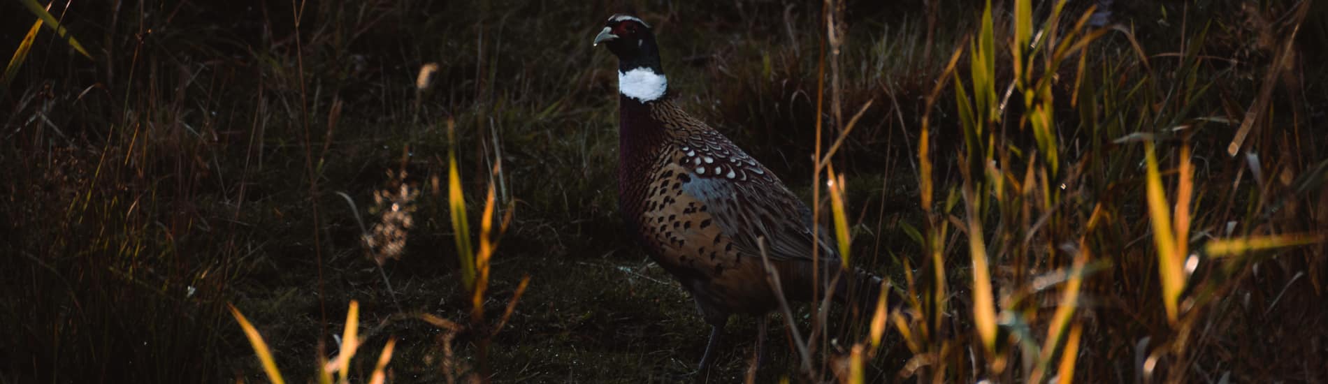 How to Make a Deadfall Trap (With 3 Tutorials)